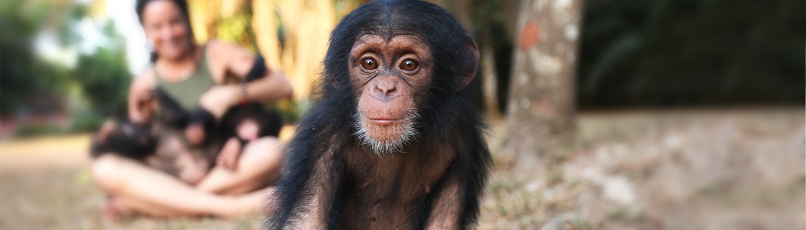 Image of Baby Chimp Rescue