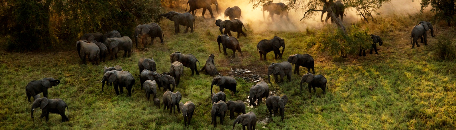 Image of The Last Animals