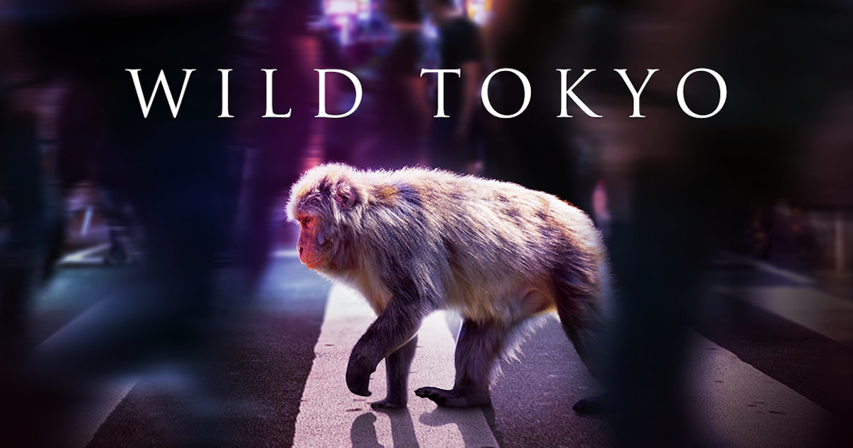 Watch Wild Tokyo | Episodes | TVNZ OnDemand