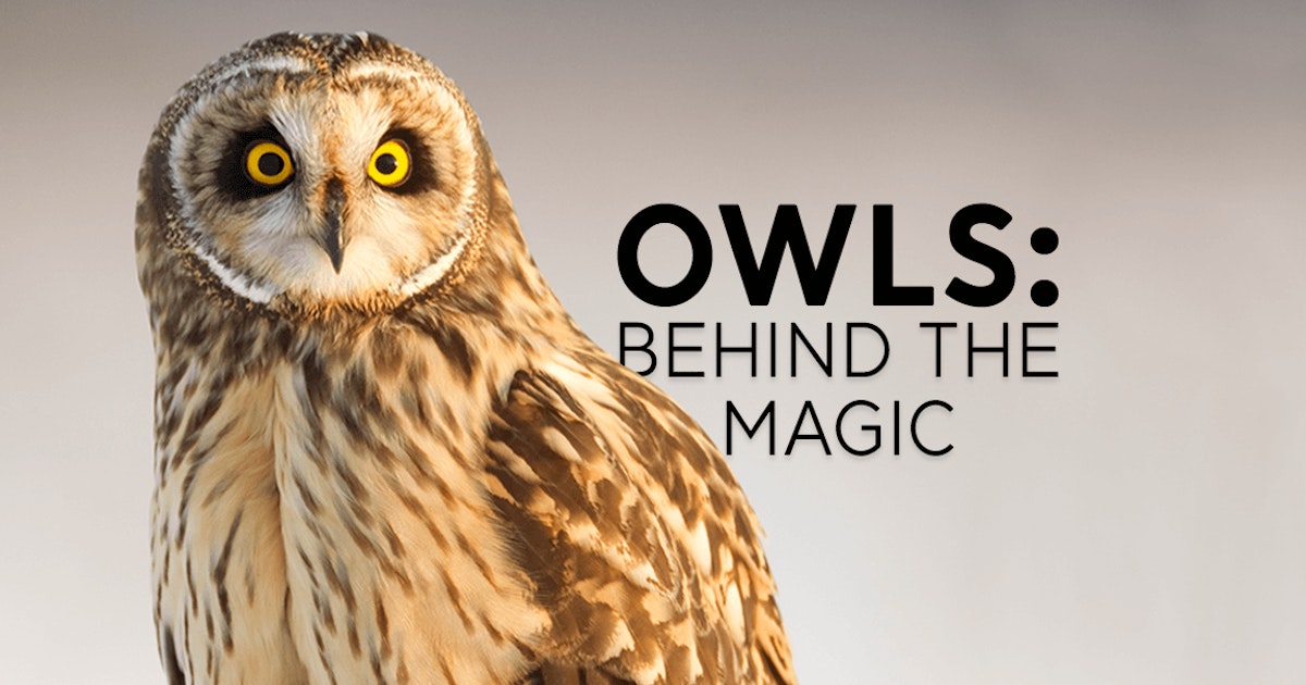 Watch Owls: Behind the Magic | Episodes | TVNZ OnDemand