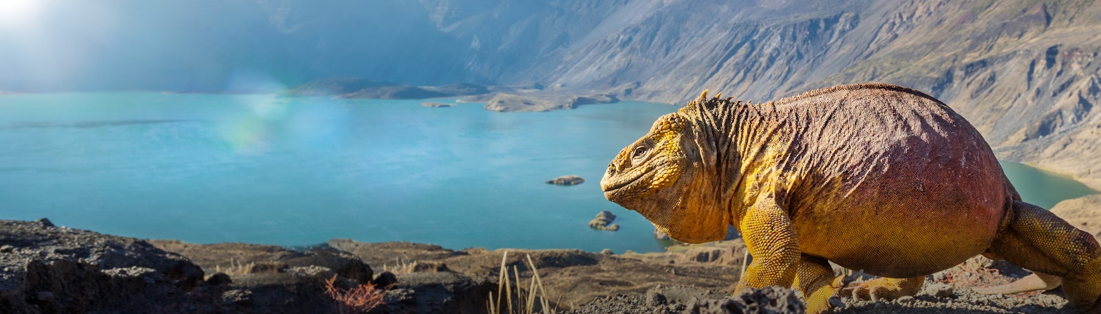 Image of A Perfect Planet