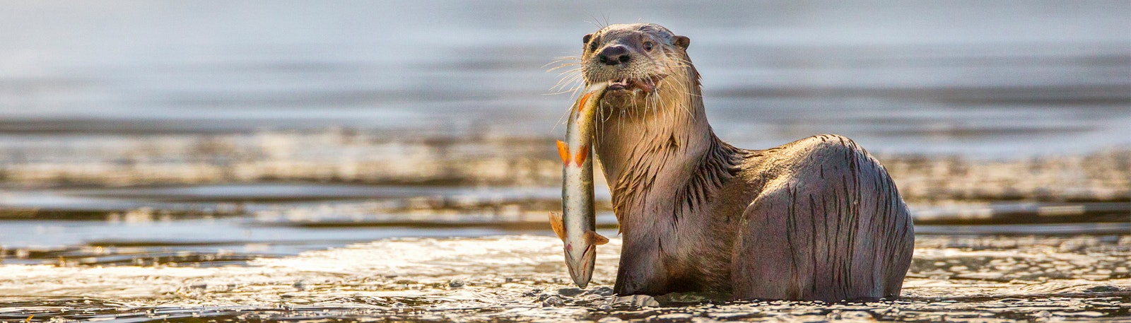 Image of Supercharged Otters