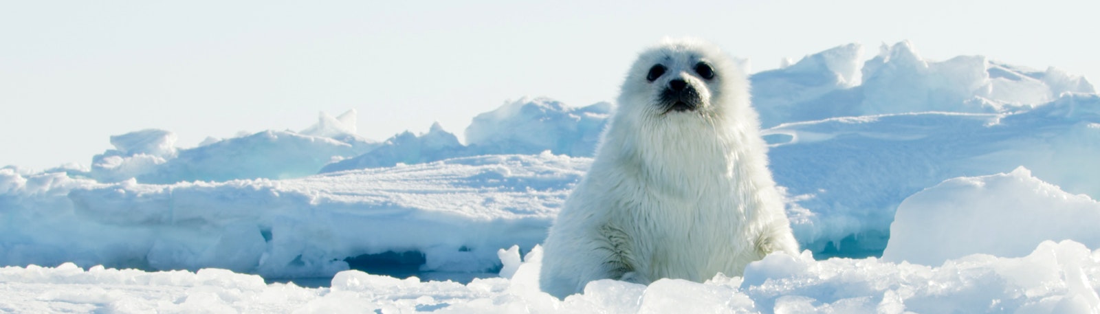 Image of Frozen Planet II