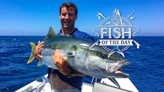 Image of Fish of the Day