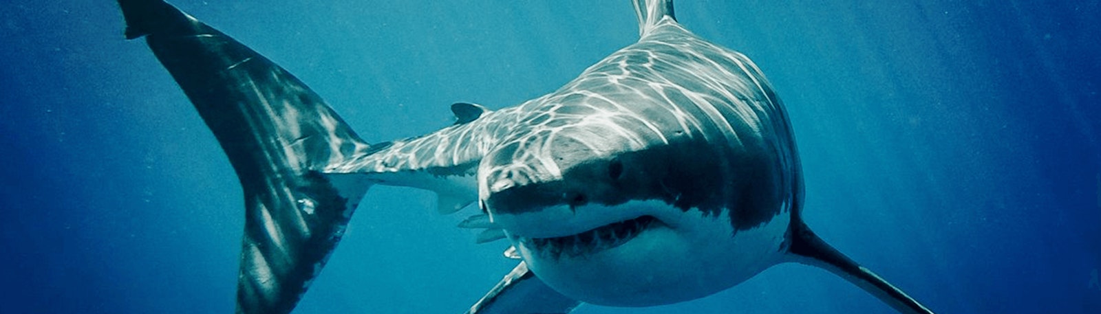 Image of Trev Gowdy's Monster Fish