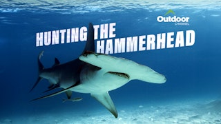 Image of Hunting the Hammerhead