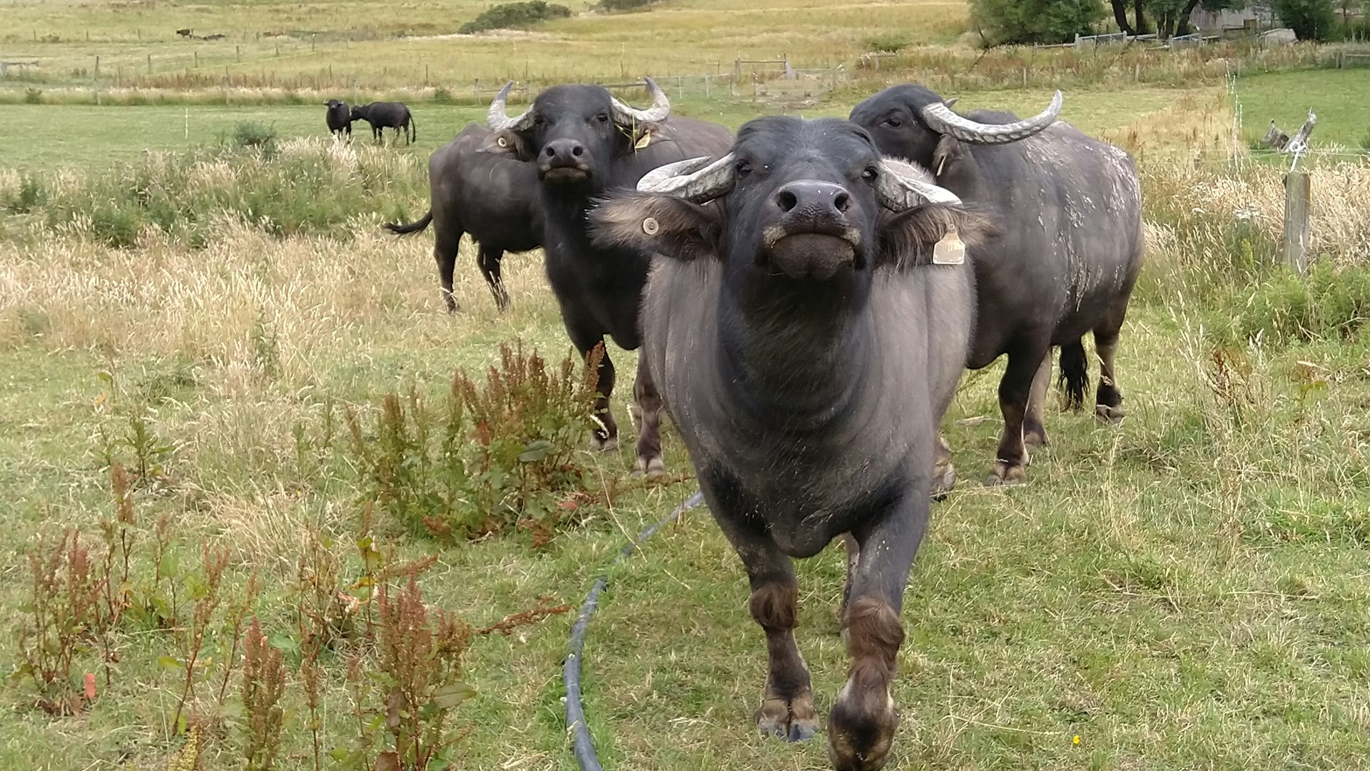 Buffalo Farm Nz - Farm House