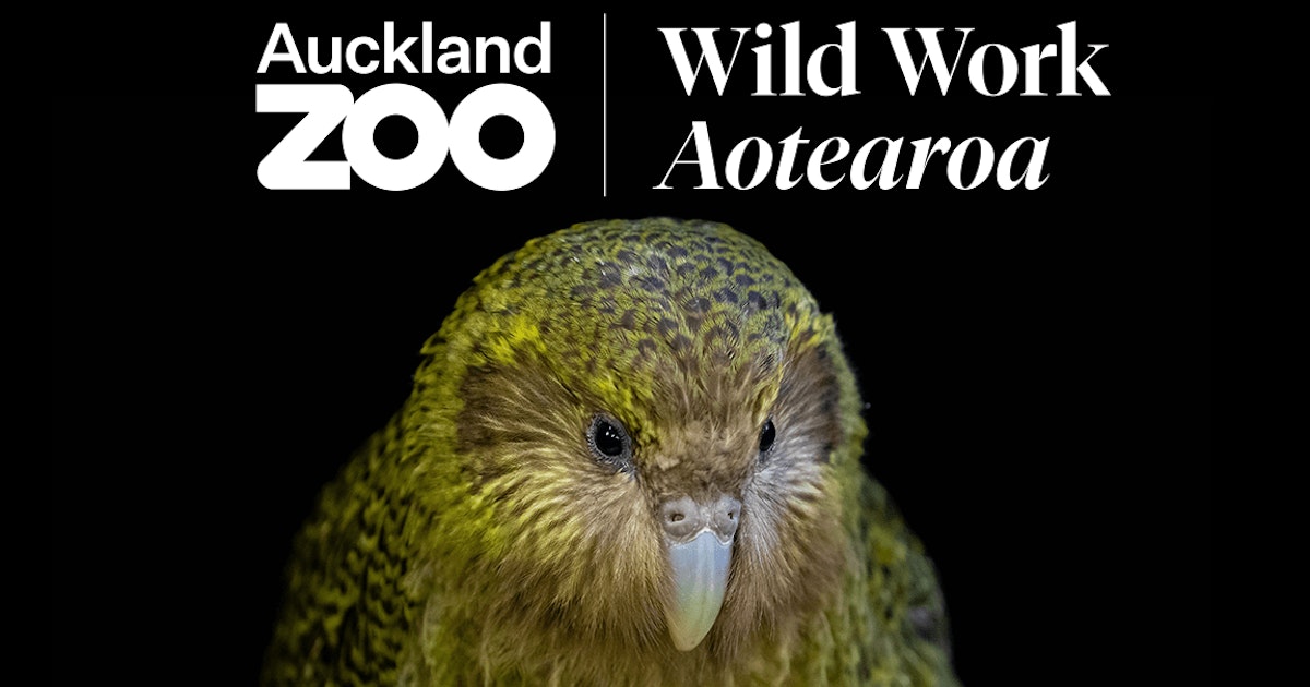 Watch Wild Work: Aotearoa | Full Season | TVNZ OnDemand