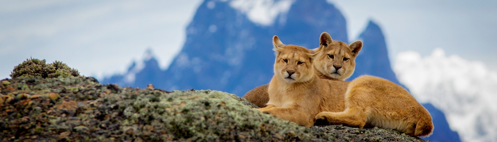 Image of Wild Patagonia