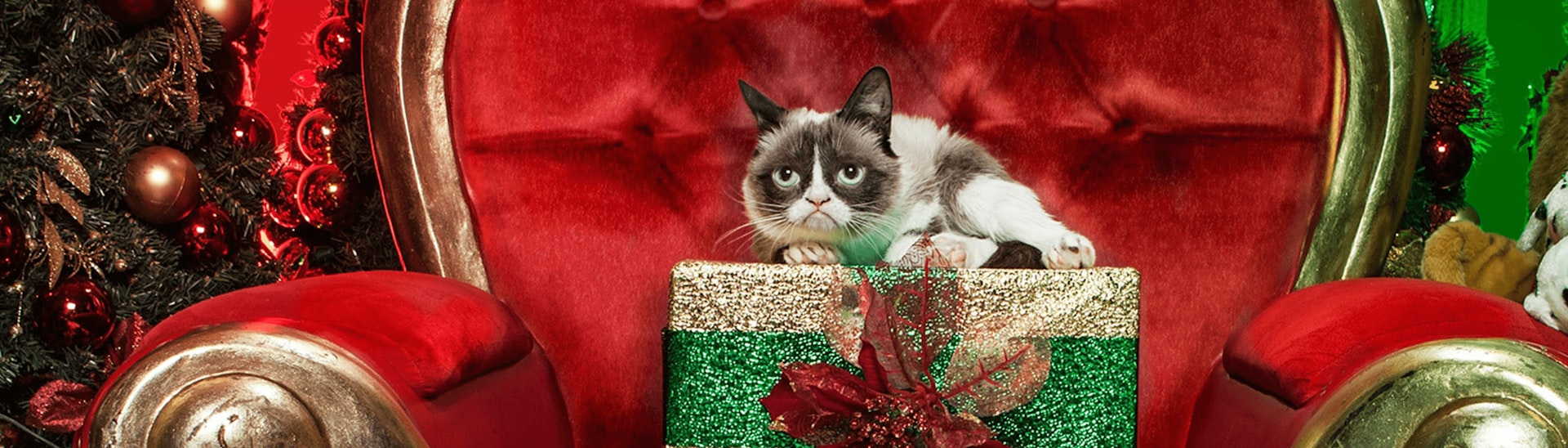 grumpy cat's first christmas