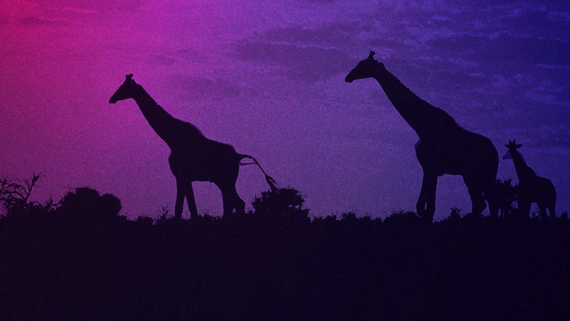 Natural World TV Shows and Movies for Free | TVNZ+