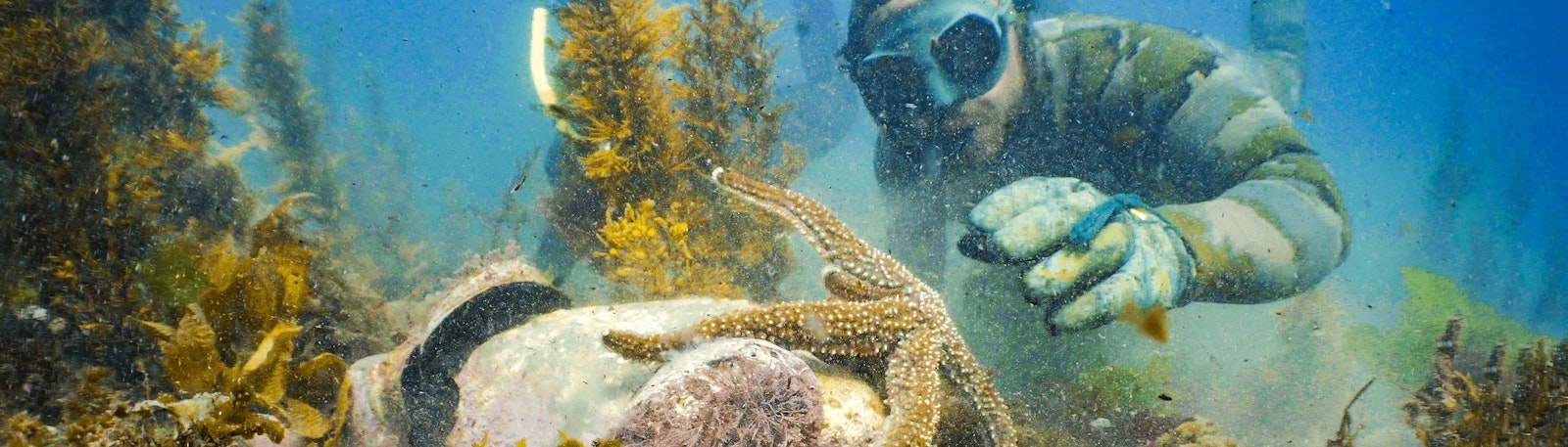 Image of Toa Hunter Gatherer