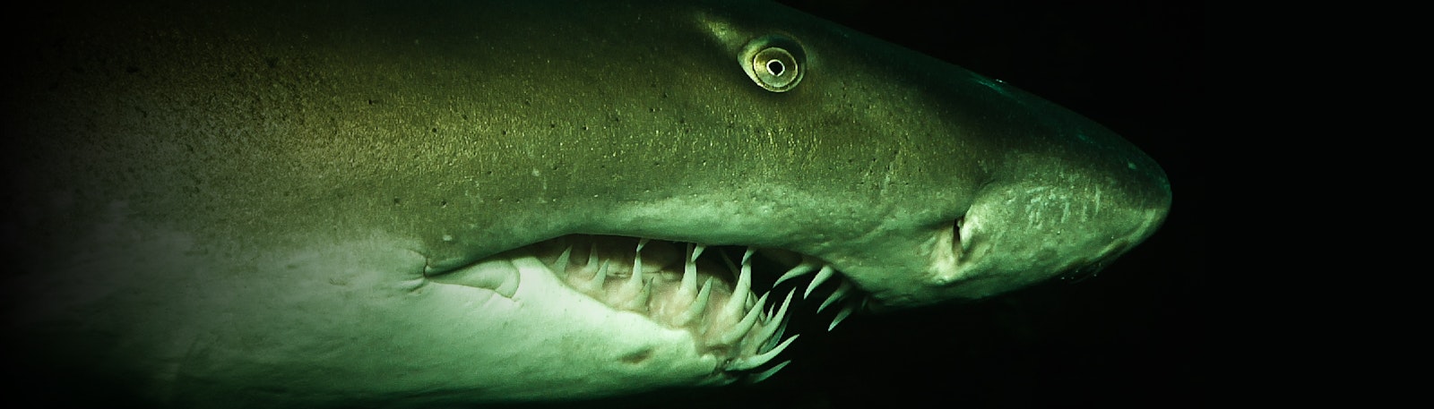 Image of Ragged Tooth