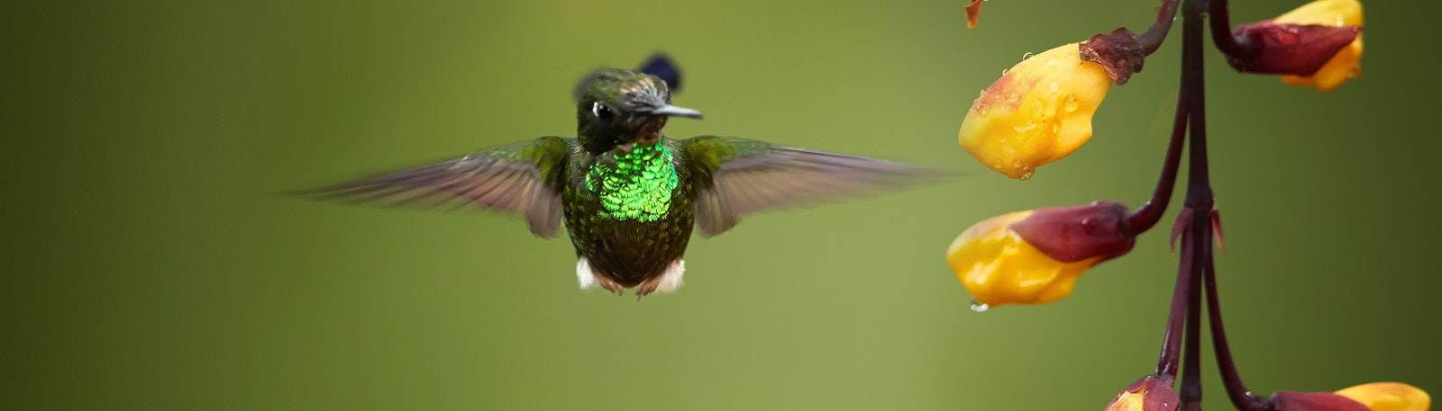 Image of Super Small Animals