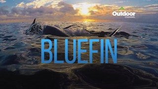 Image of Bluefin